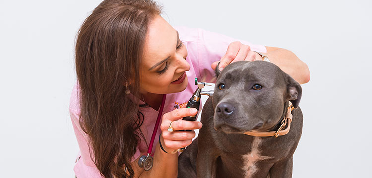 Perth Holistic Vet - Dr Louisa Fenny
